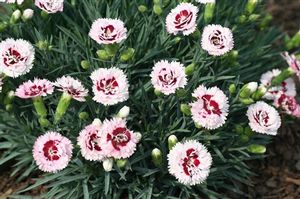 Pinks Dianthus Raspberry Swirl from Bohn's Farm