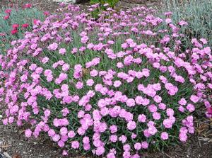 Cheddar Pinks Dianthus gratianopolitanus Tiny Rubies from Bohn's Farm