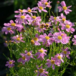 Pink Tickseed Coreopsis rosea American Dream from Bohn's Farm