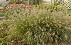 Dwarf Fountain Grass Pennisetum alopecuroides Piglet from Bohn's Farm