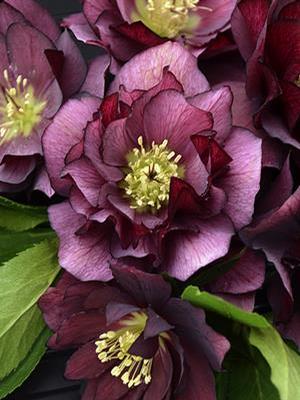 Lenten Rose Helleborus True Love from Bohn's Farm