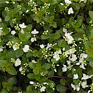 Speedwell Veronica Whitewater from Bohn's Farm