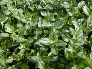 Purple Leaf Wintercreeper Euonymus fortunei Colorata from Bohn's Farm