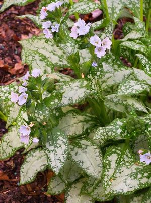 Lungwort Pulmonaria Moonshine from Bohn's Farm