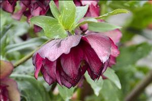 Lenten Rose Helleborus True Love from Bohn's Farm