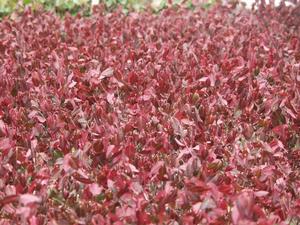 Purple Leaf Wintercreeper Euonymus fortunei Colorata from Bohn's Farm